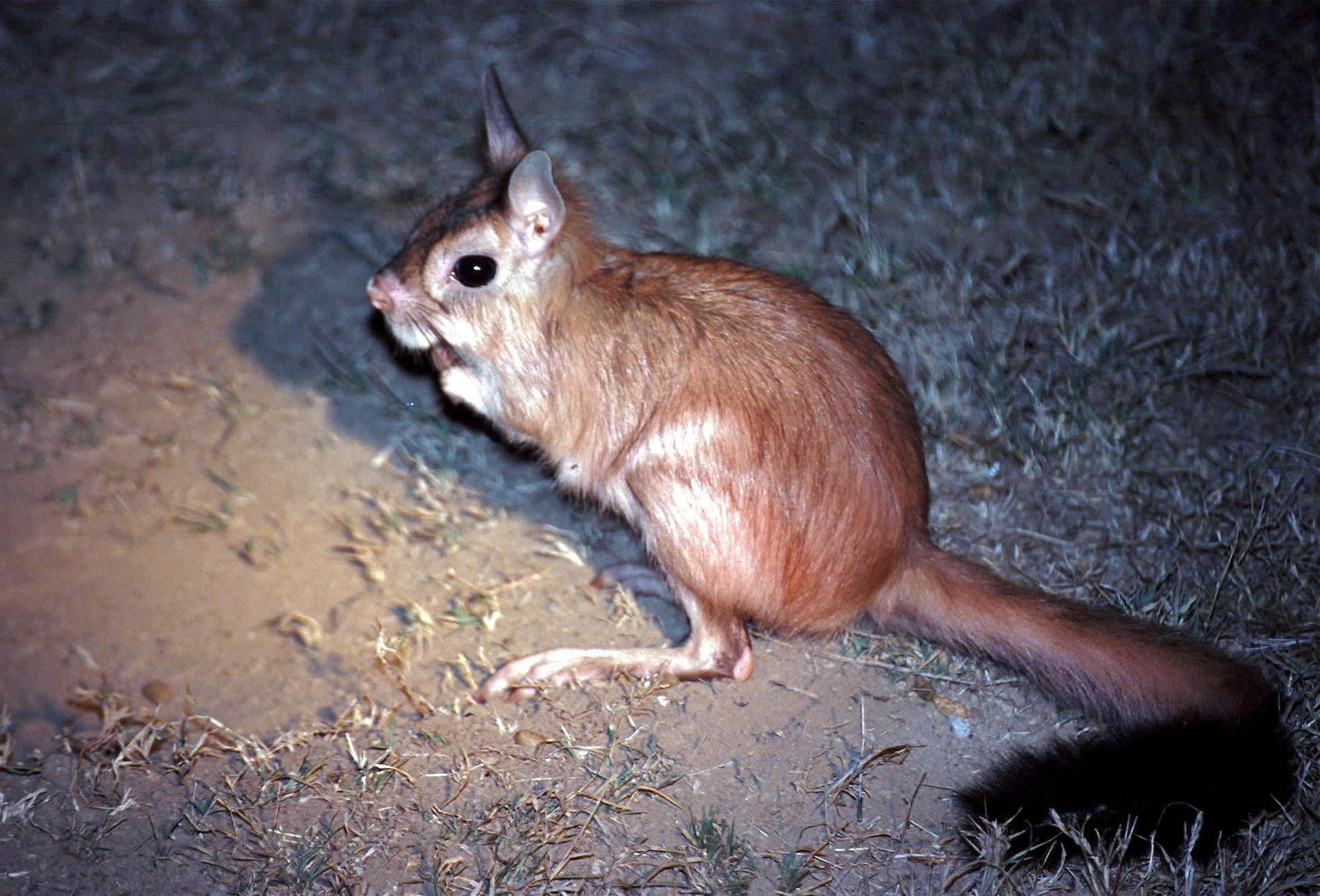 Science news in brief: From fluorescent mammals to cannibal cockroach ...