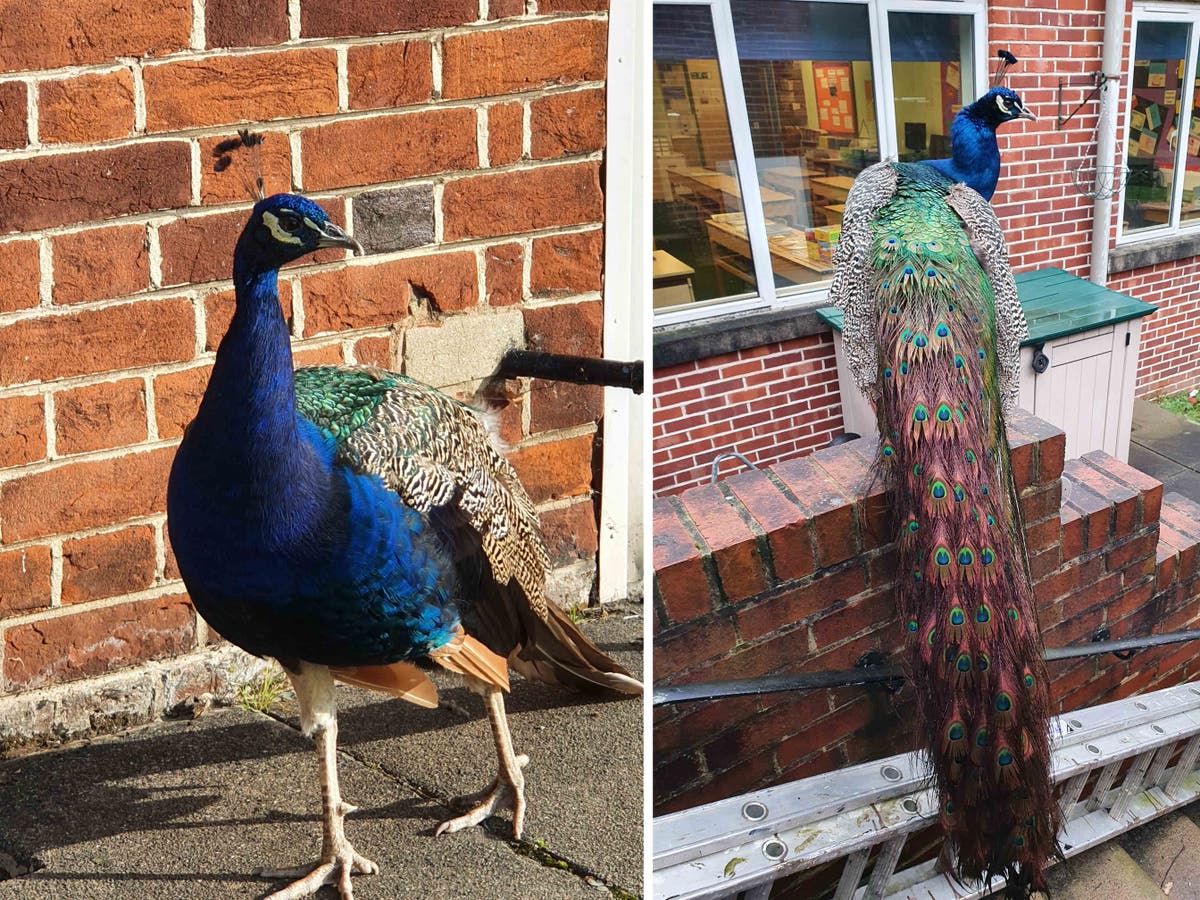 ‘Pandemic peacock’ which became symbol of hope during lockdown is ...