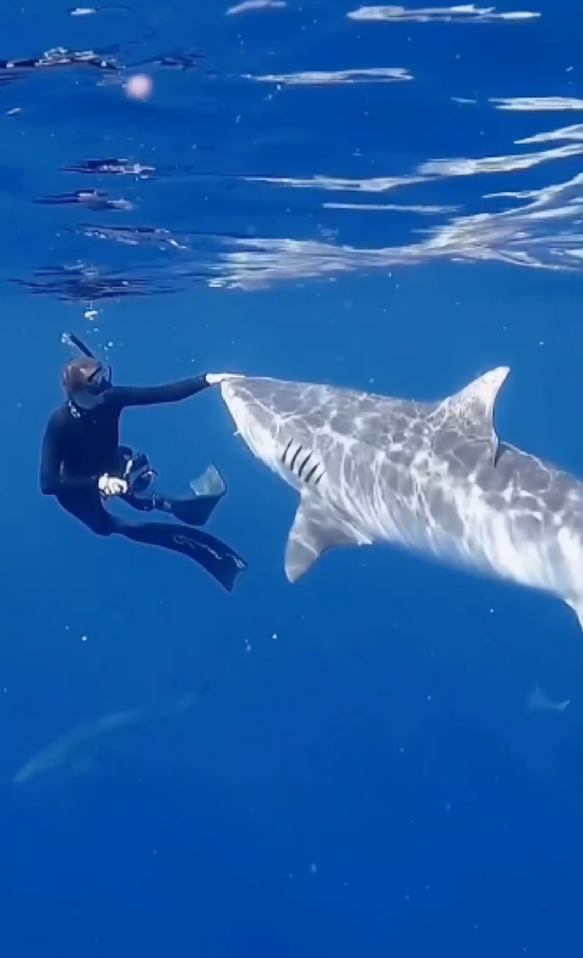 Diver shows how to fend off tiger shark in ‘amazing’ video | The ...