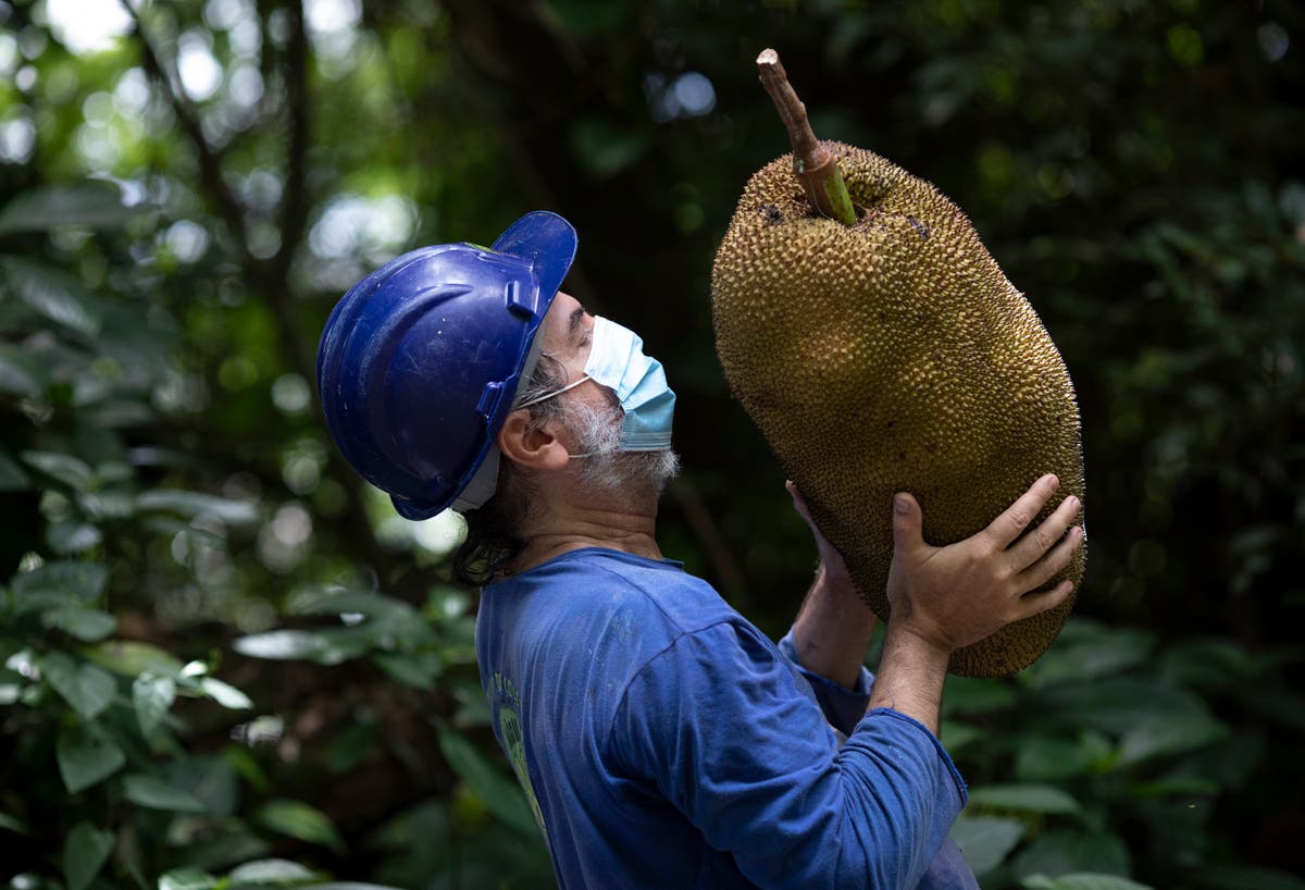 Danger or delight? Uphill battle for Brazil's huge jackfruit Atlantic ...