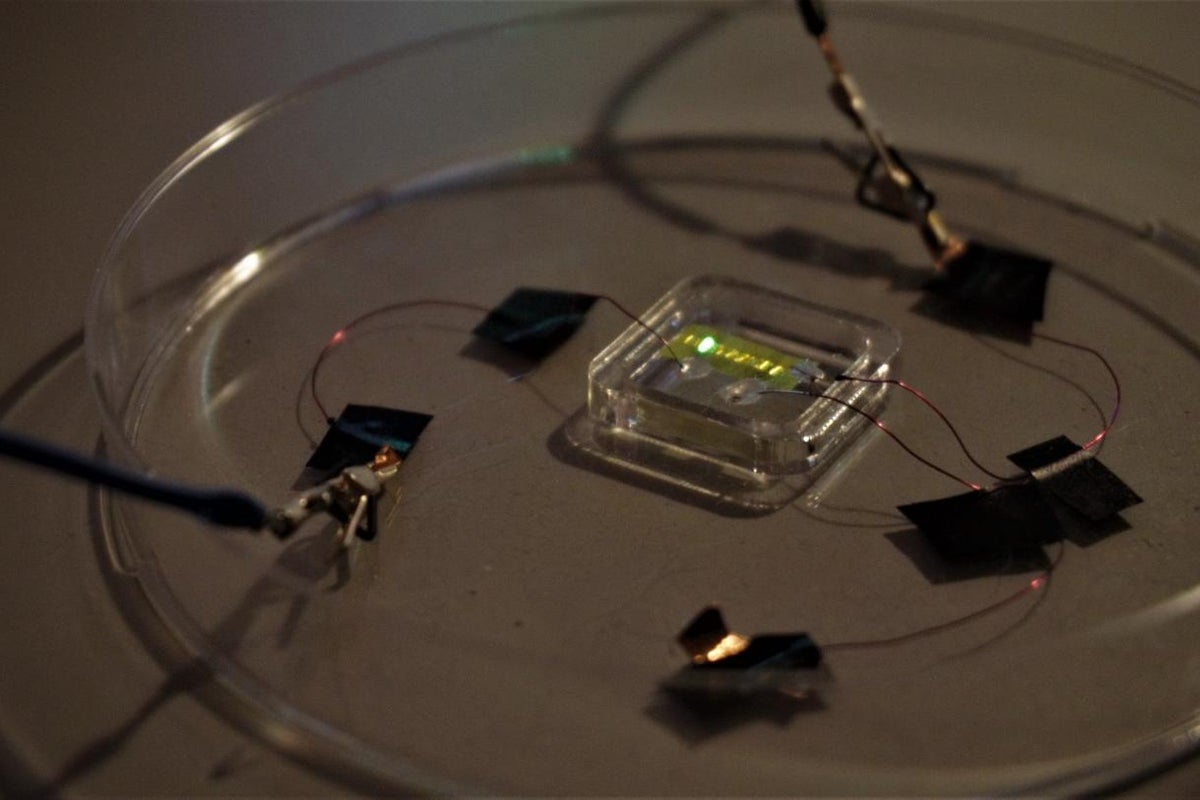 Scientists create ‘smart tattoos’ that can glow | The Independent