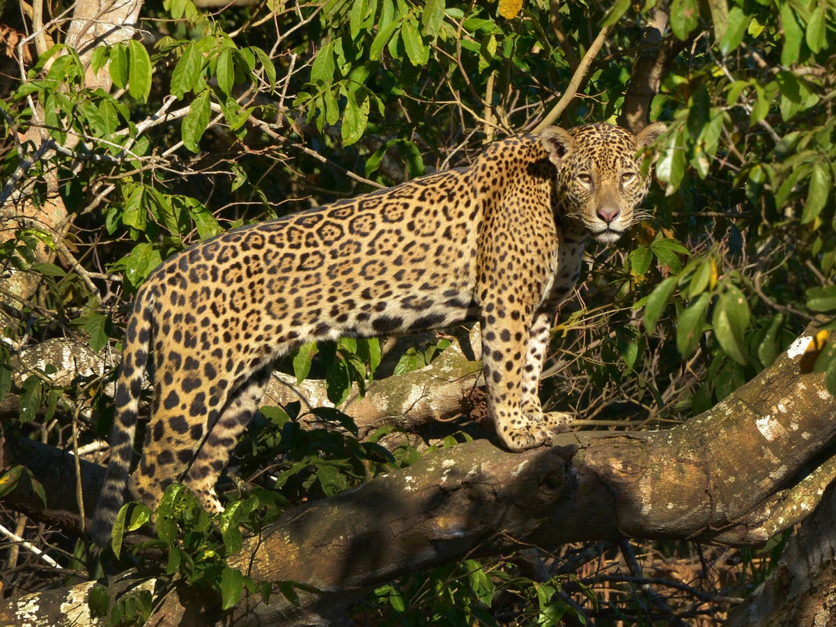Jaguar Amazon Rainforest