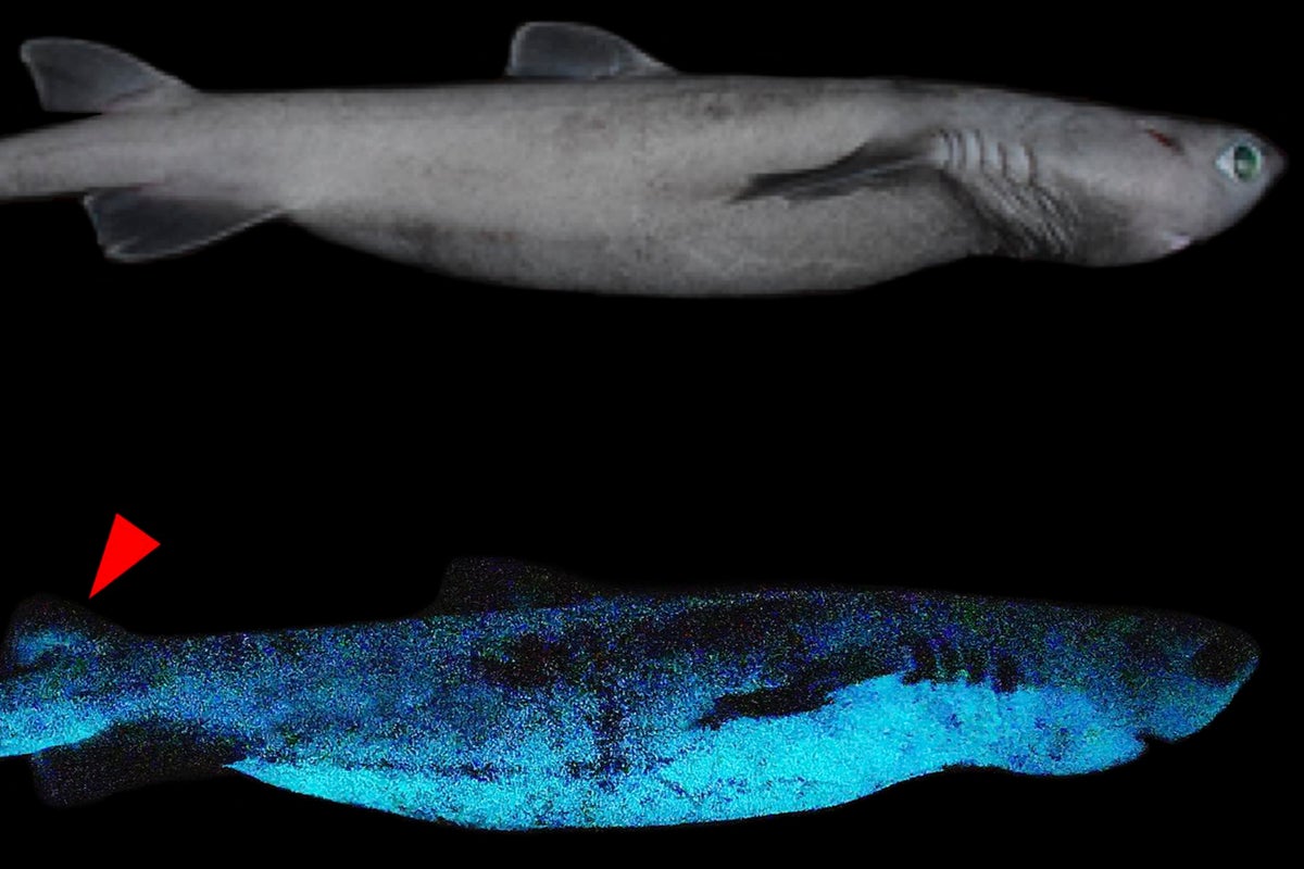 The sharks that glow in the dark: Scientists release first experimental ...