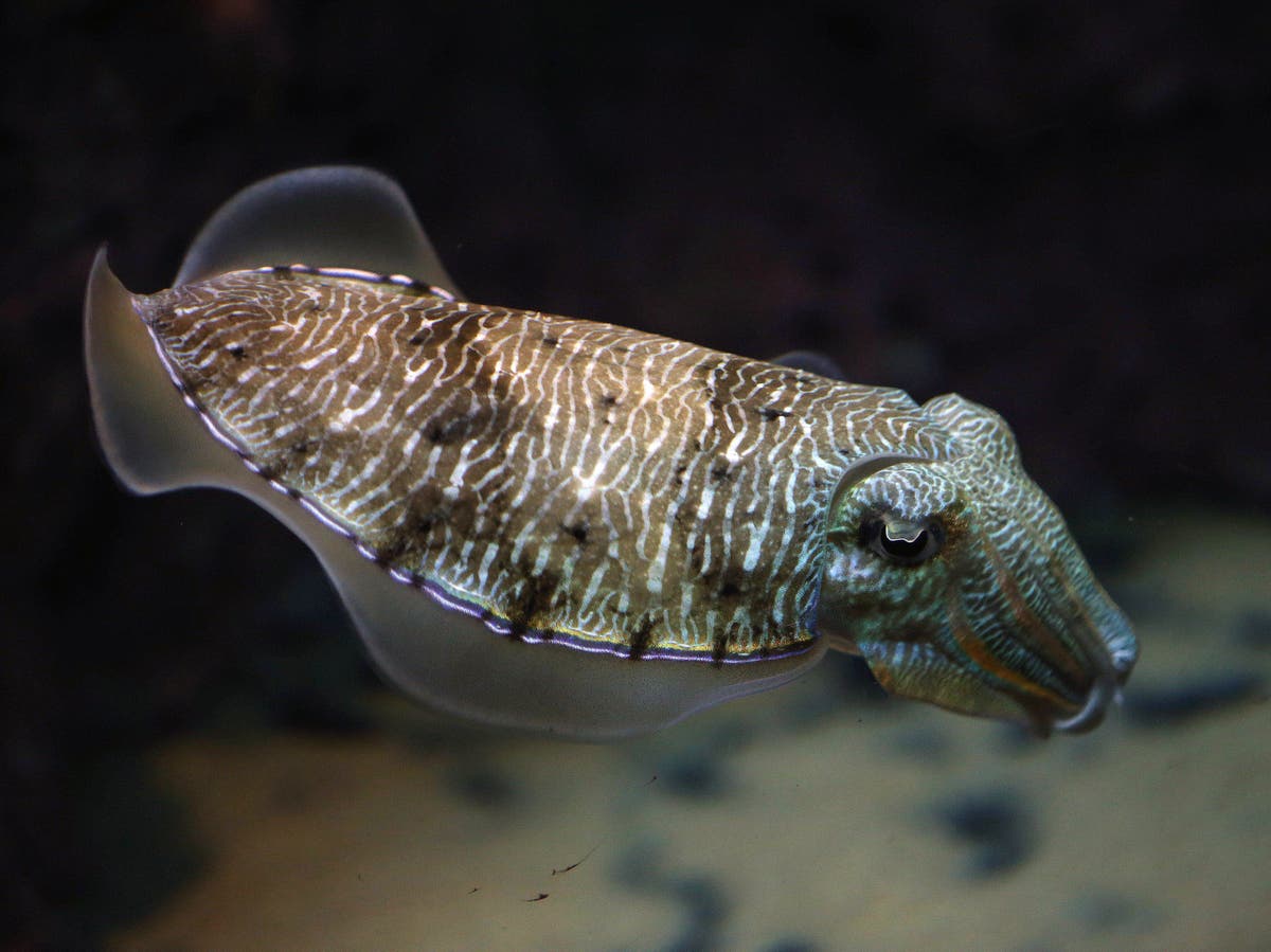 Cuttlefish found to have similar self-control abilities to humans | The ...