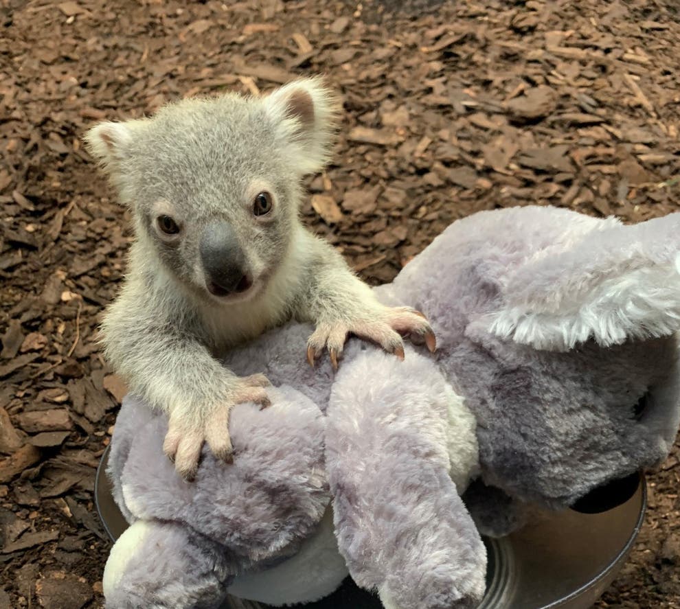 Koala joey named in tribute to homeland | indy100