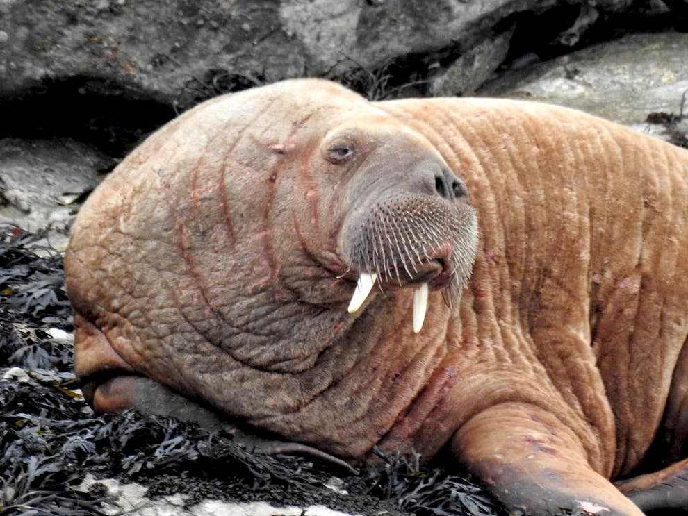 Walrus spotted in Wales days after being seen in Ireland | The Independent