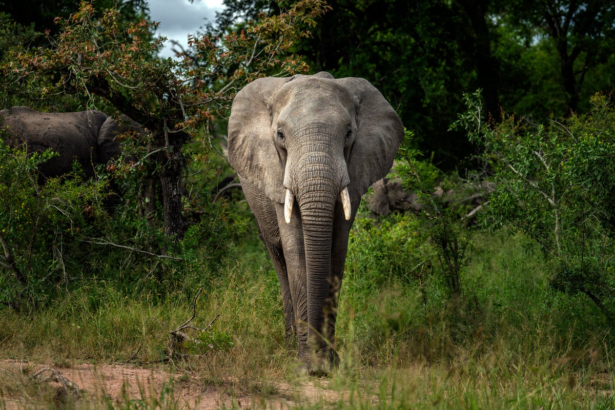 Africa's elephants now endangered by poaching, habitat loss Lee White ...
