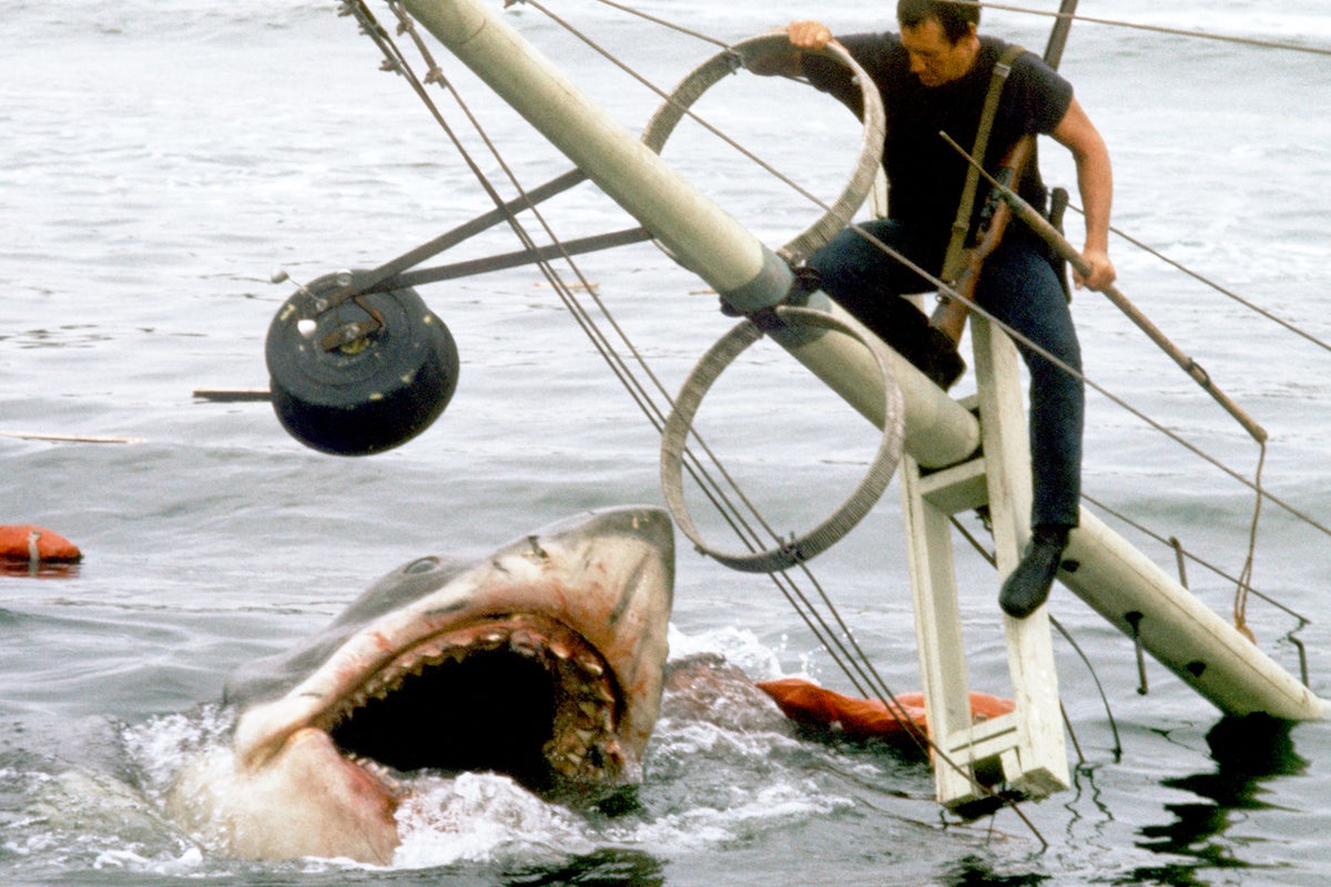 Megan and the Sharks: The most misunderstood animal in the sea? | The ...