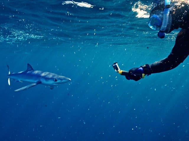 Megan and the Sharks: The most misunderstood animal in the sea? | The ...
