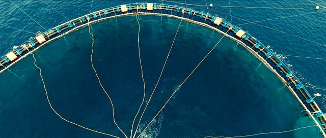 Netflix Seaspiracy: 7 biggest claims | The Independent