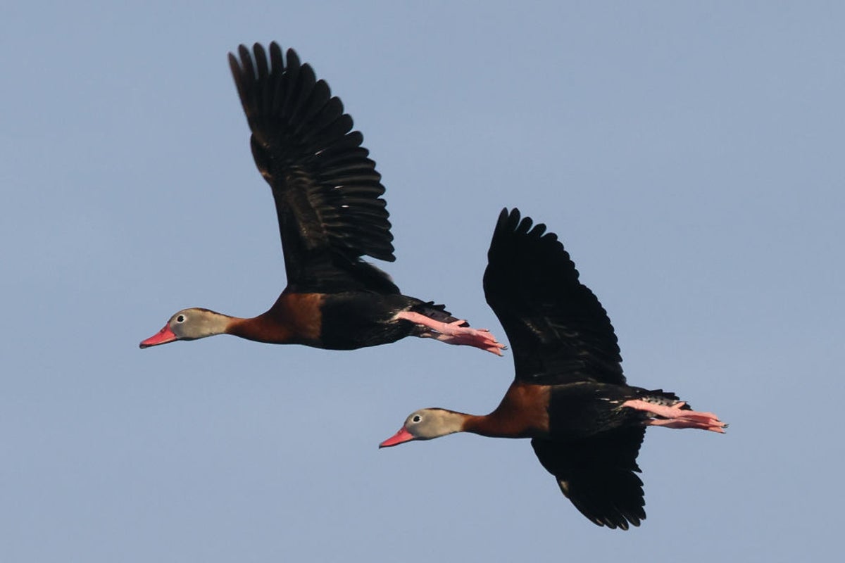 Ducks in the southern US are shifting northwards due to climate crisis ...