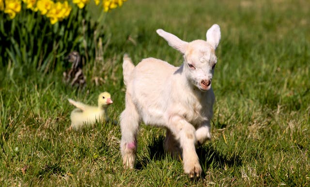 A baby emu, goat and goose have become best friends at a Wiltshire ...