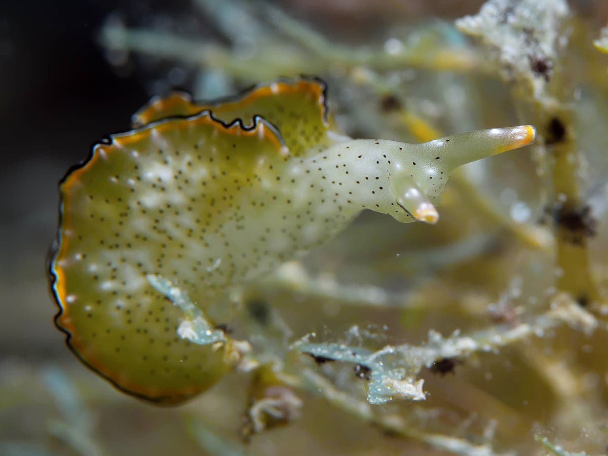 Science news in brief: From self-beheading sea slugs to glowing sharks ...