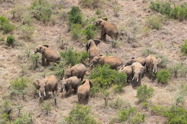 Elephant Campaign | The Independent