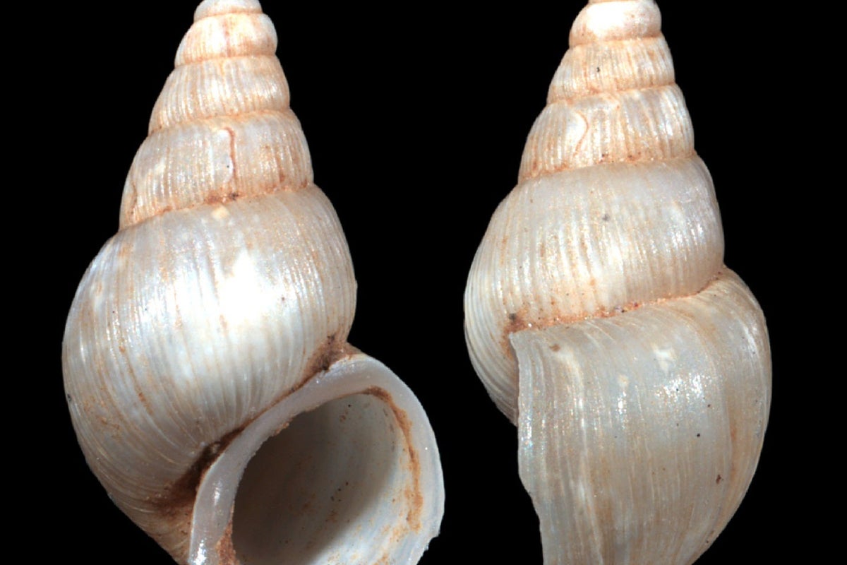 Rare snail species named after tennis great Novak Djokovic | The ...