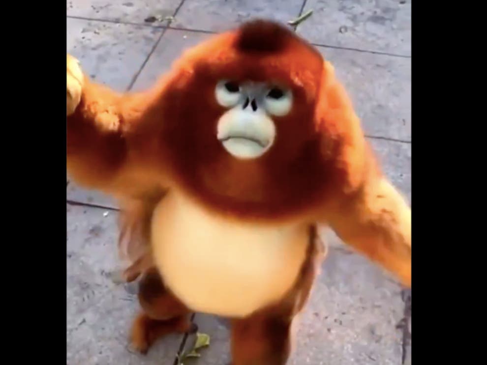 The internet cannot get enough of these endangered monkeys that ...