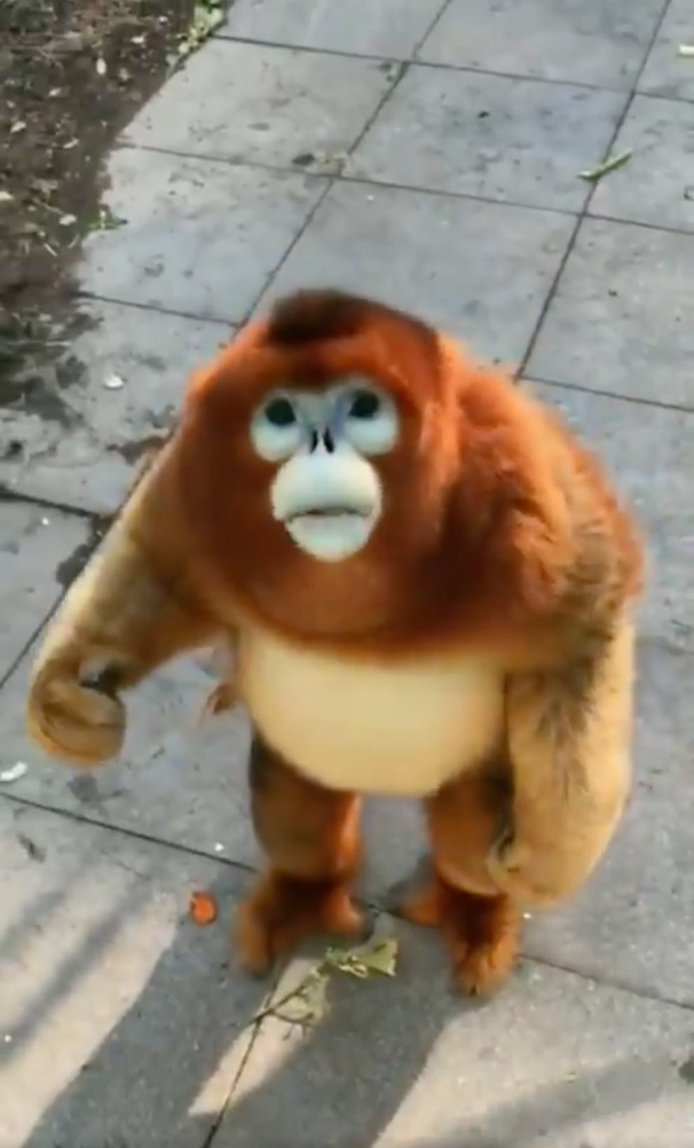 These golden snub-nosed monkeys have gone viral | indy100