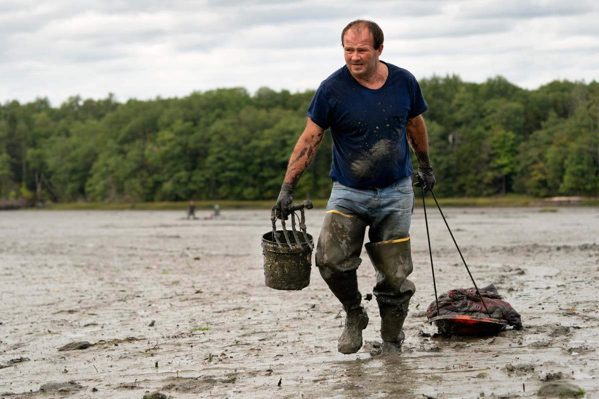 Clammers digging through pandemic, but shellfish are fewer Maine Cape ...