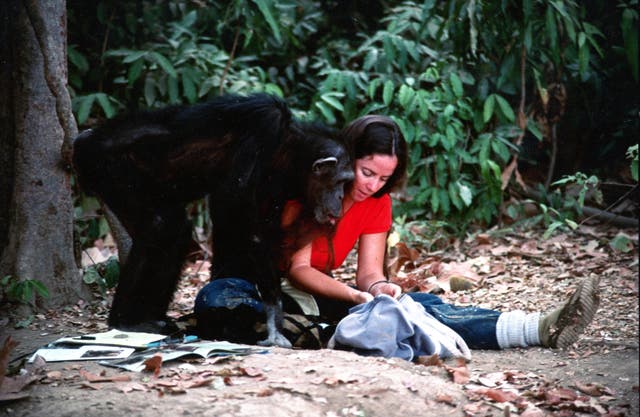 Lucy the Human Chimp: Viewers share heartbreak at tale of an ape that ...