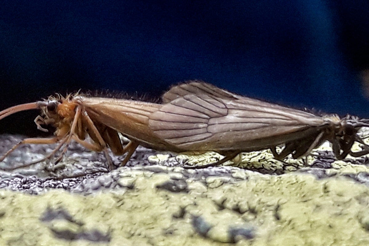 The new coronavirus bug: Insect named after deadly virus | The Independent