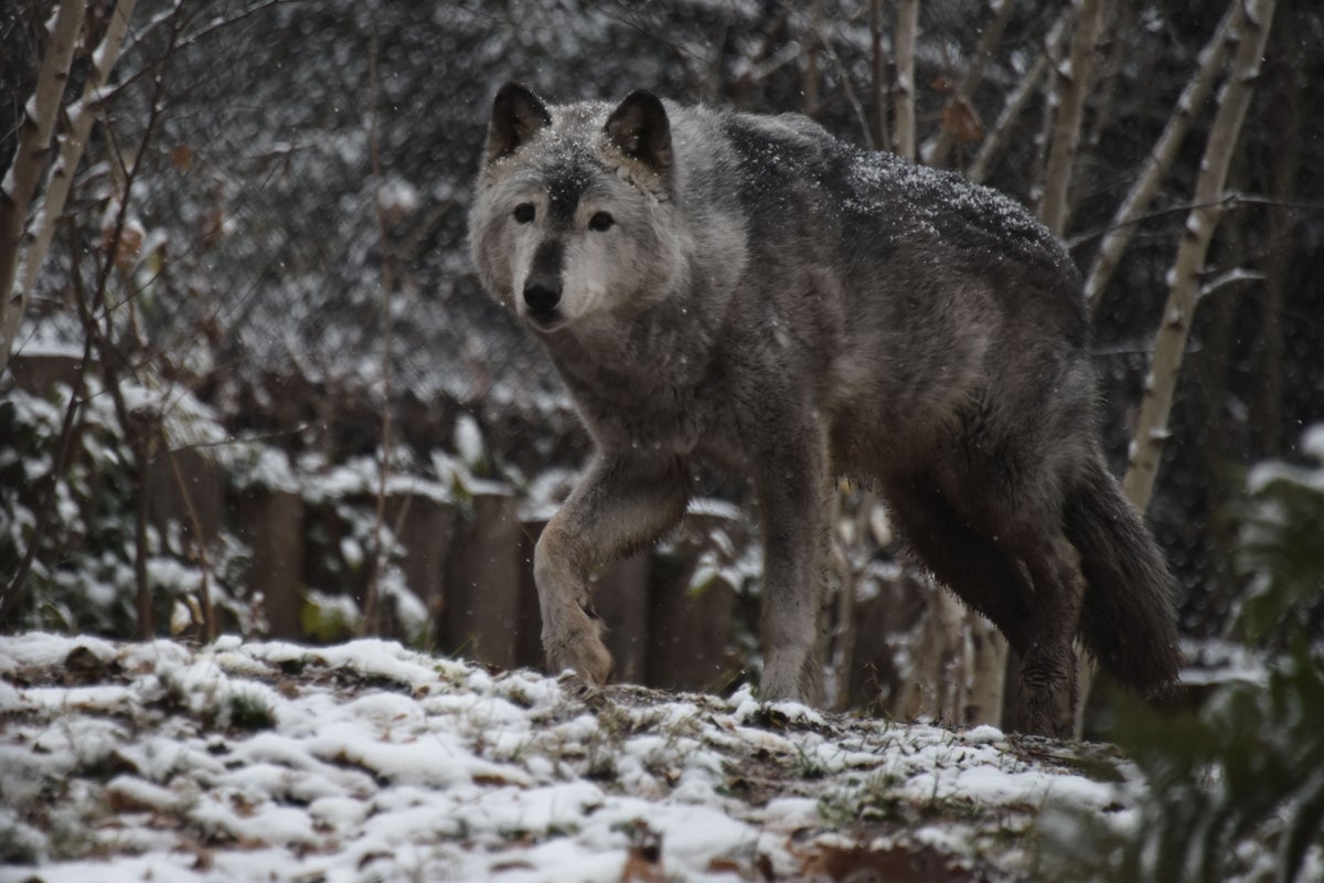 $26,000 reward for information about poisoning of eight grey wolves in ...