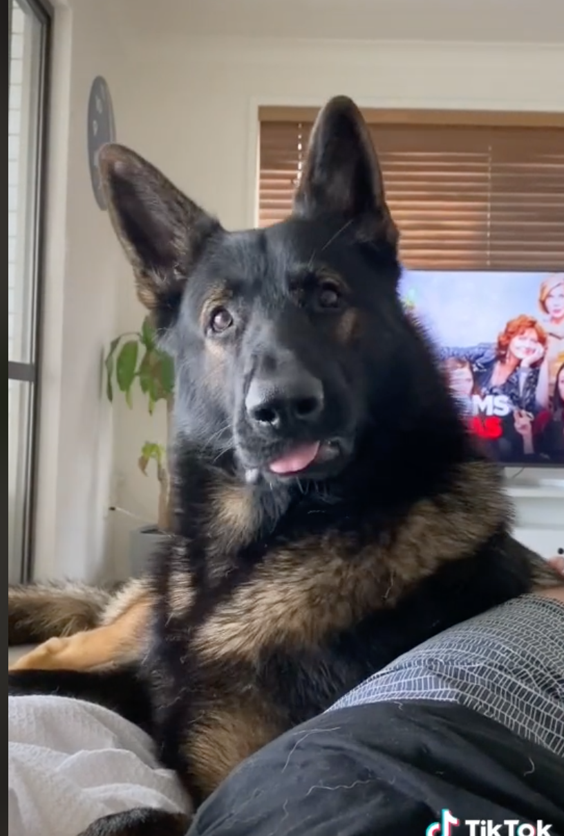 Retired sniffer dog’s reaction to word ‘cocaine’ goes viral | indy100