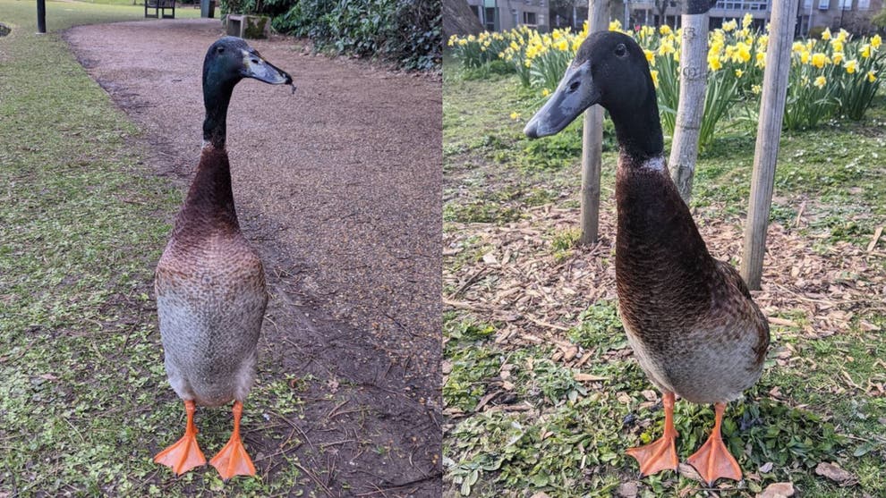 University student ‘very proud’ after tall duck named Long Boi goes ...