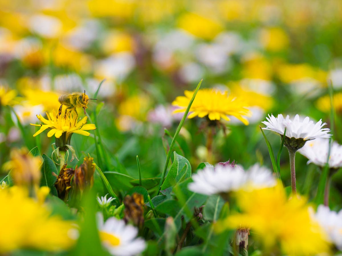 Let the lawn go wild this month and allow wildflowers to bloom ...