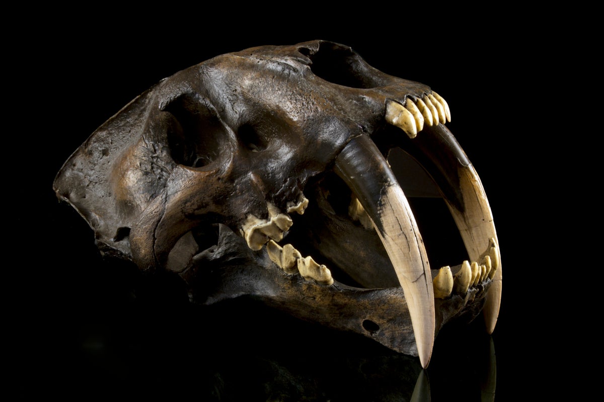 Newly identified American saber-toothed cat species was larger than a ...