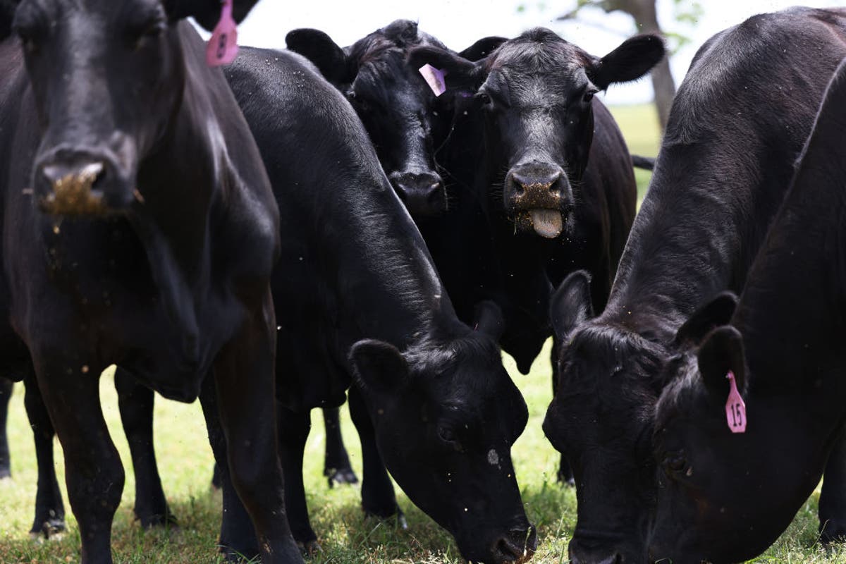 Air pollution from farming results in 16,000 US deaths a year | The ...