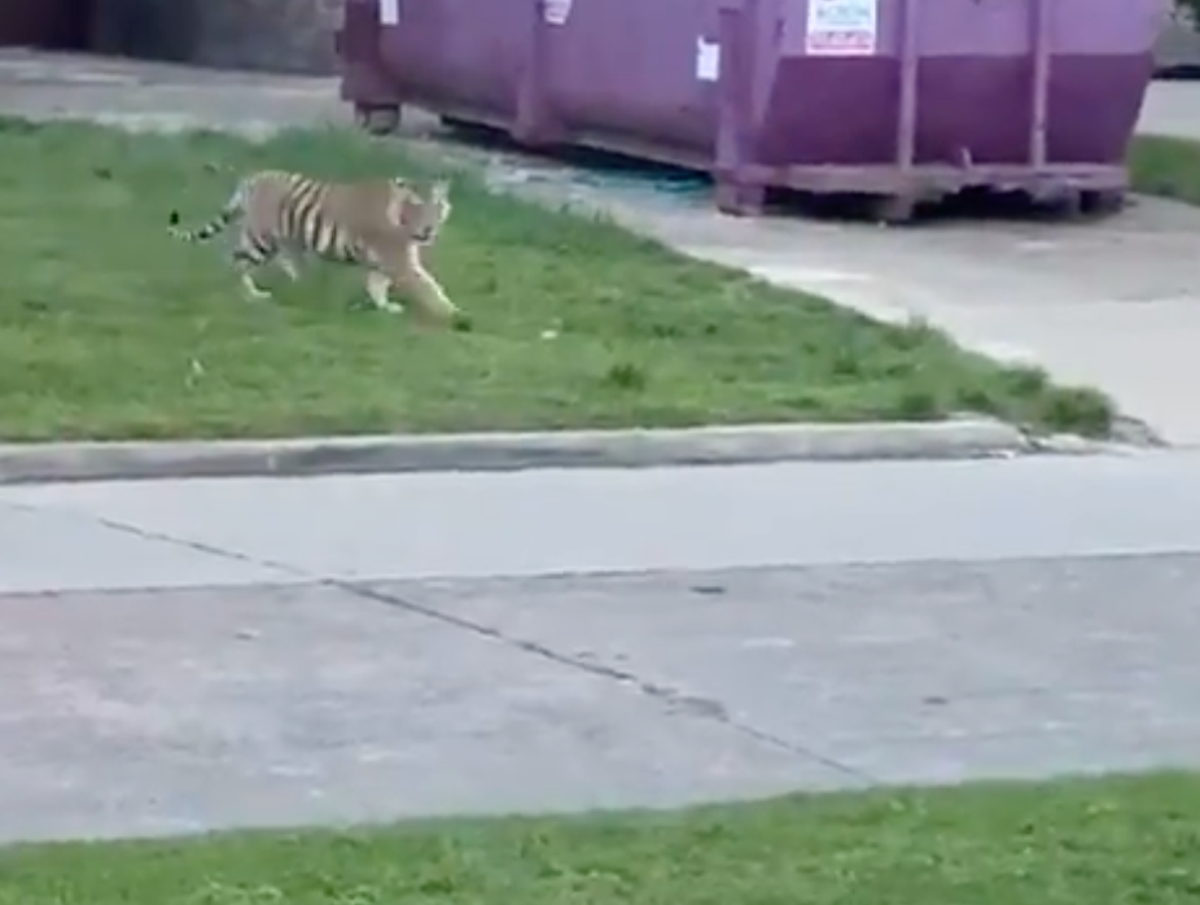 Mystery grows over ‘India’ the tiger on the loose in Houston and its ...