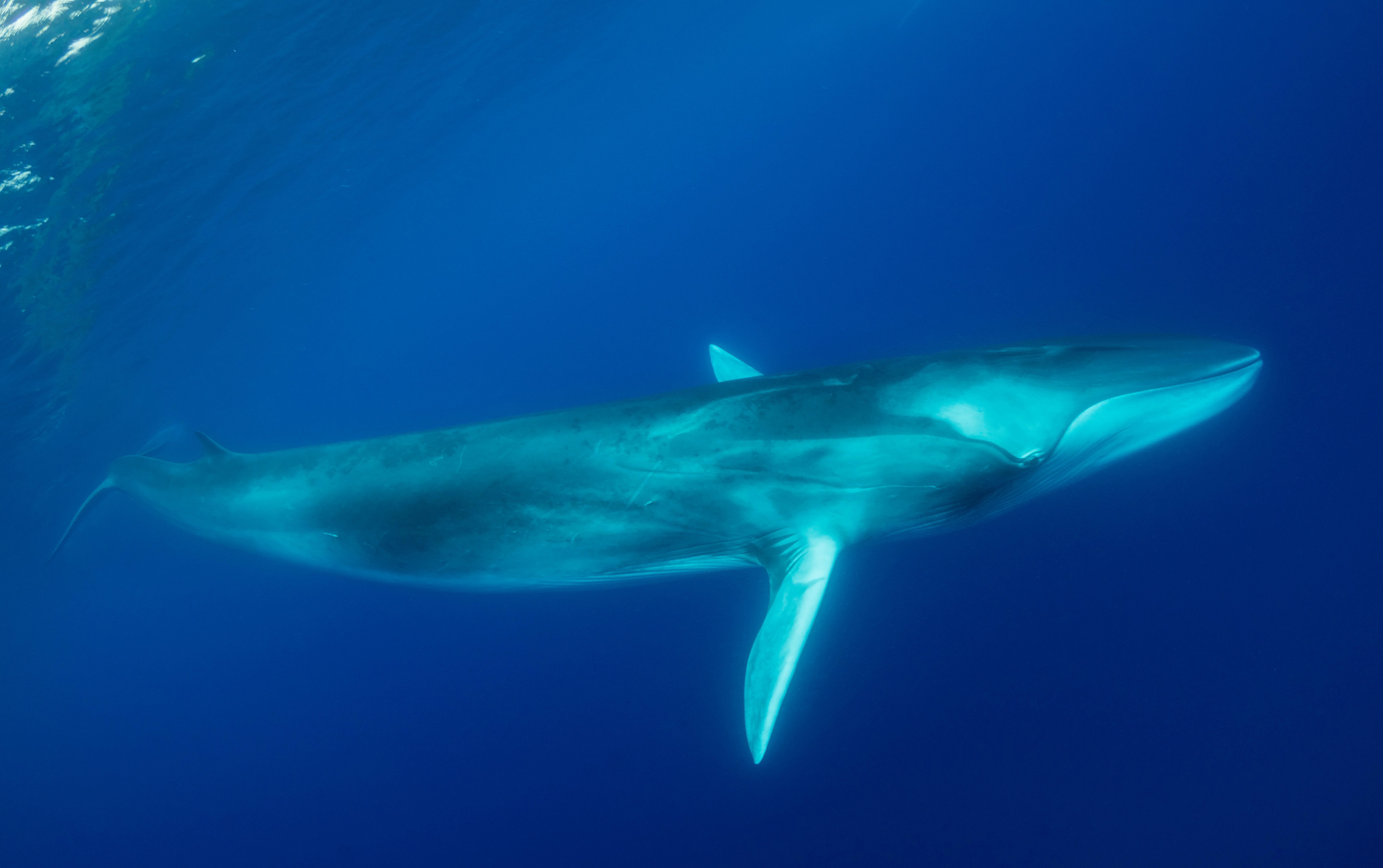 Stunning whales to spot in the UK and Ireland – that aren’t in the ...