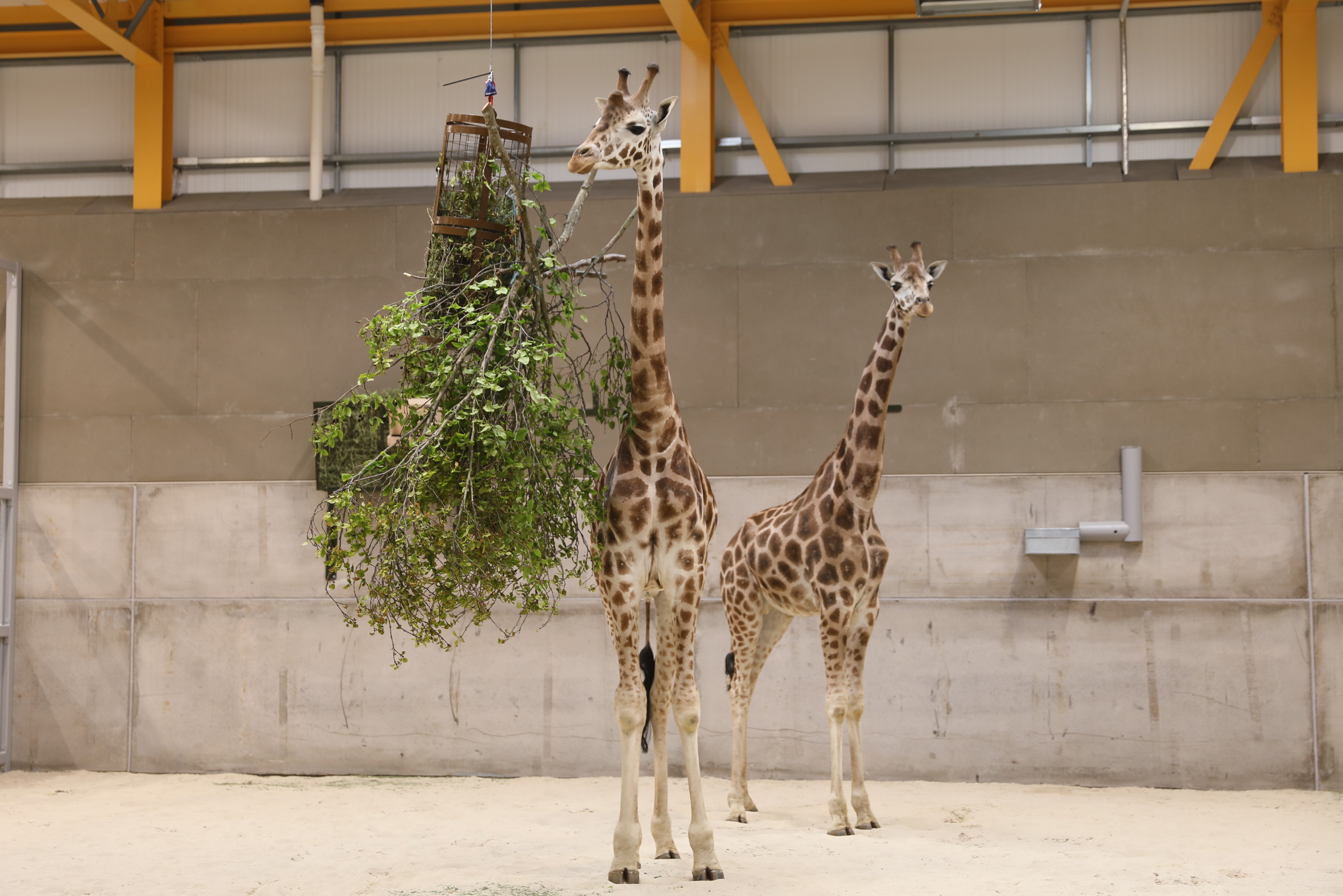 Giraffes return to Edinburgh Zoo for first time in 15 years | indy100