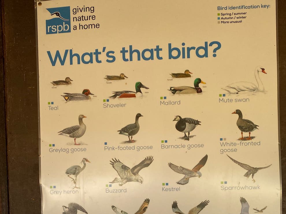 RSPB vows to review ‘sexist’ posters showing female birds as smaller ...