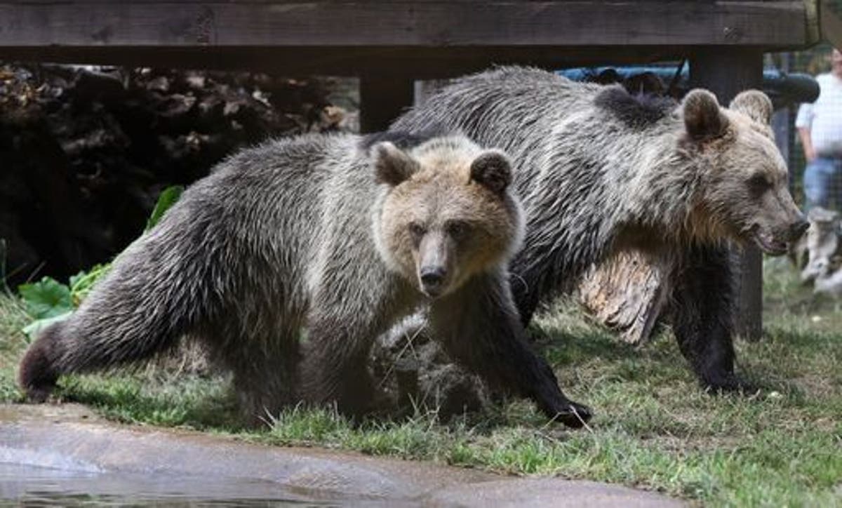 Brown bears shot dead after escaping from enclosure at Whipsnade Zoo ...