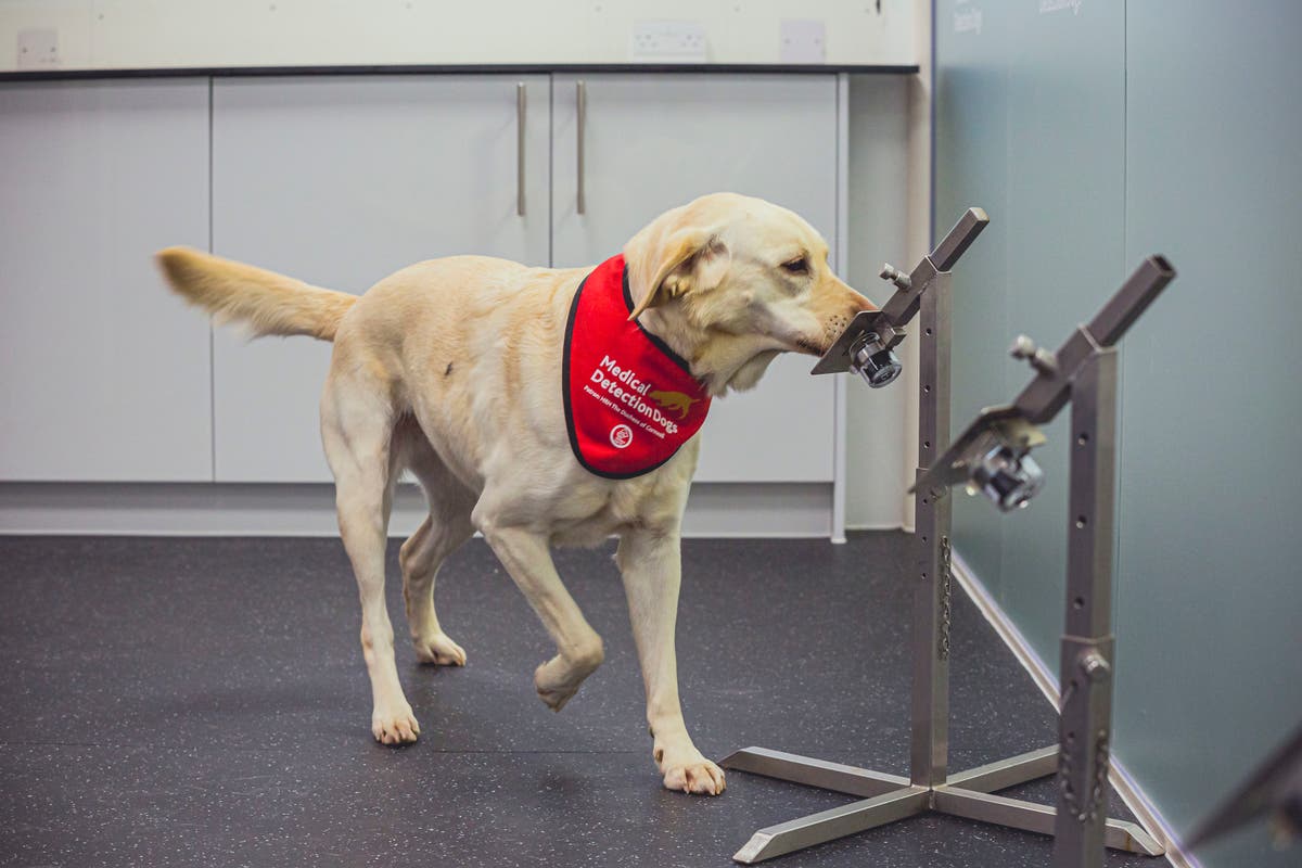 Sniffer dogs trained on smelly socks can detect Covid with up to 94% ...