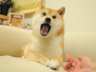Famed Shiba Inu dog who inspired ‘doge’ meme is critically ill with ...