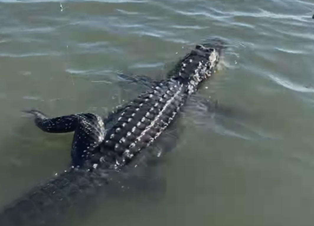 Fisherman captures surprise footage of him hooking an 8ft alligator by ...
