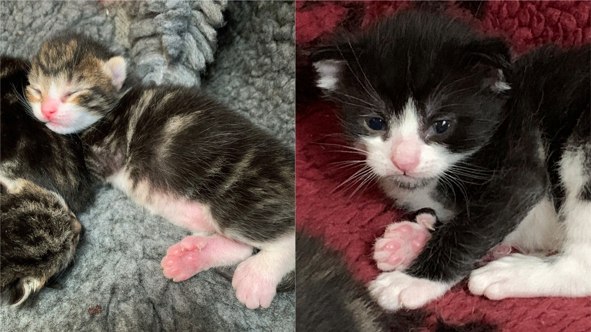 Adorable trio of kittens born with total of twelve extra toes | indy100
