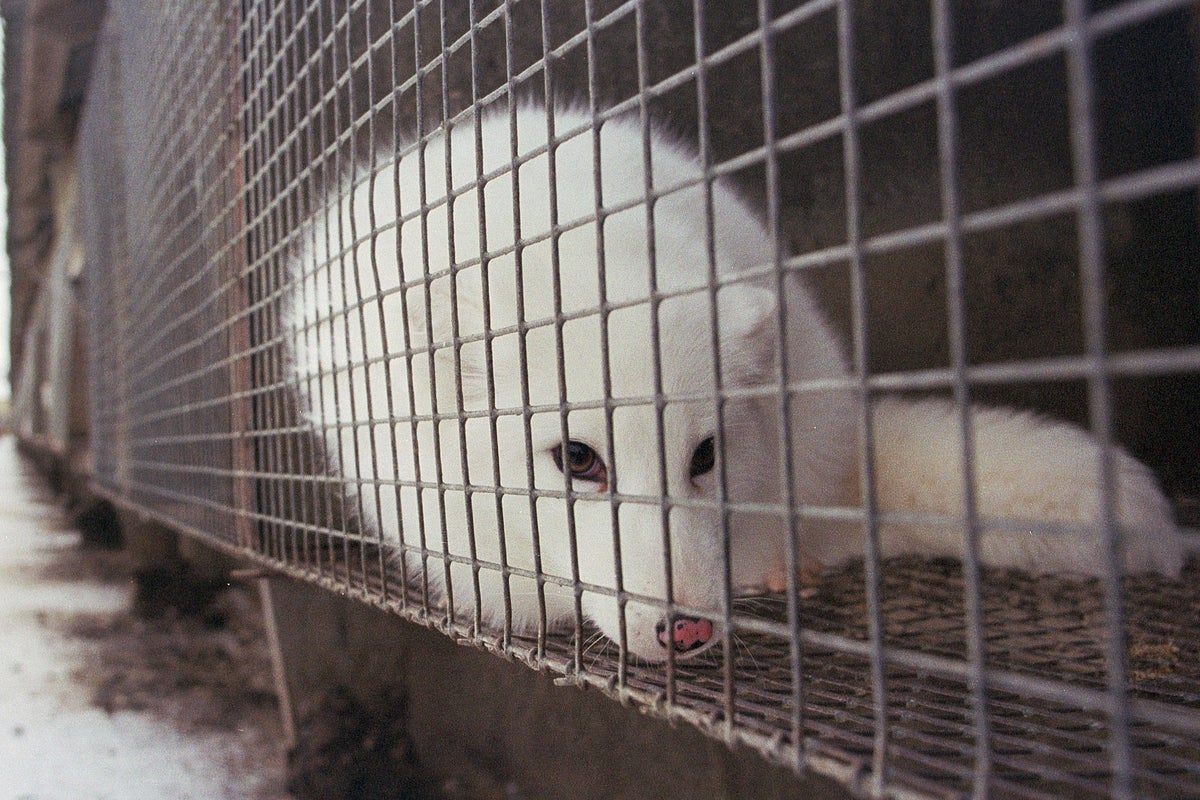 Real fur: Ban on imports and sales ‘will spare millions of animals’ as ...