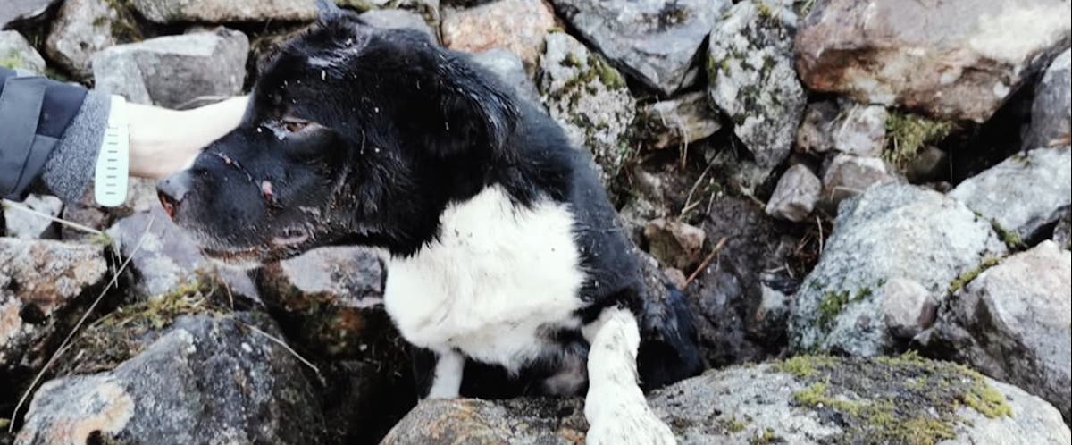 Dog buried alive under rocks in ‘one of worst abuse cases’ in Scottish ...