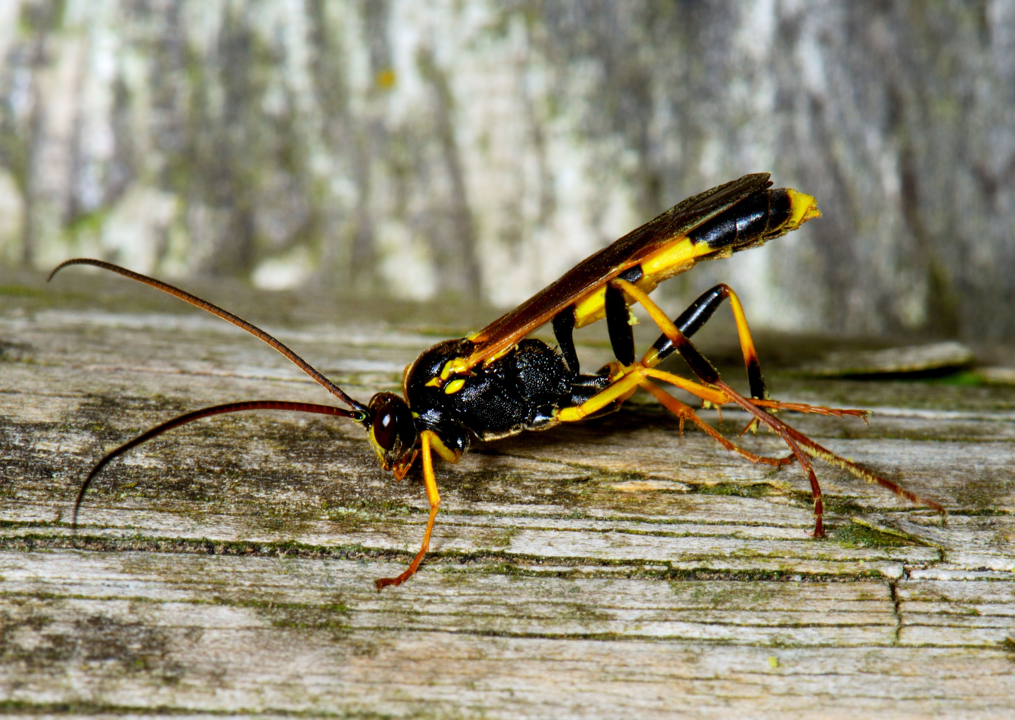 Why we should learn to love wasps and other garden pests | The Independent