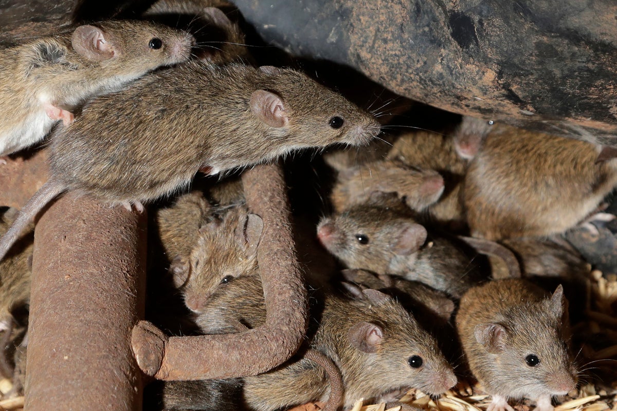 Australia mouse plague: Fish regurgitating dead rodents prompt fears ...