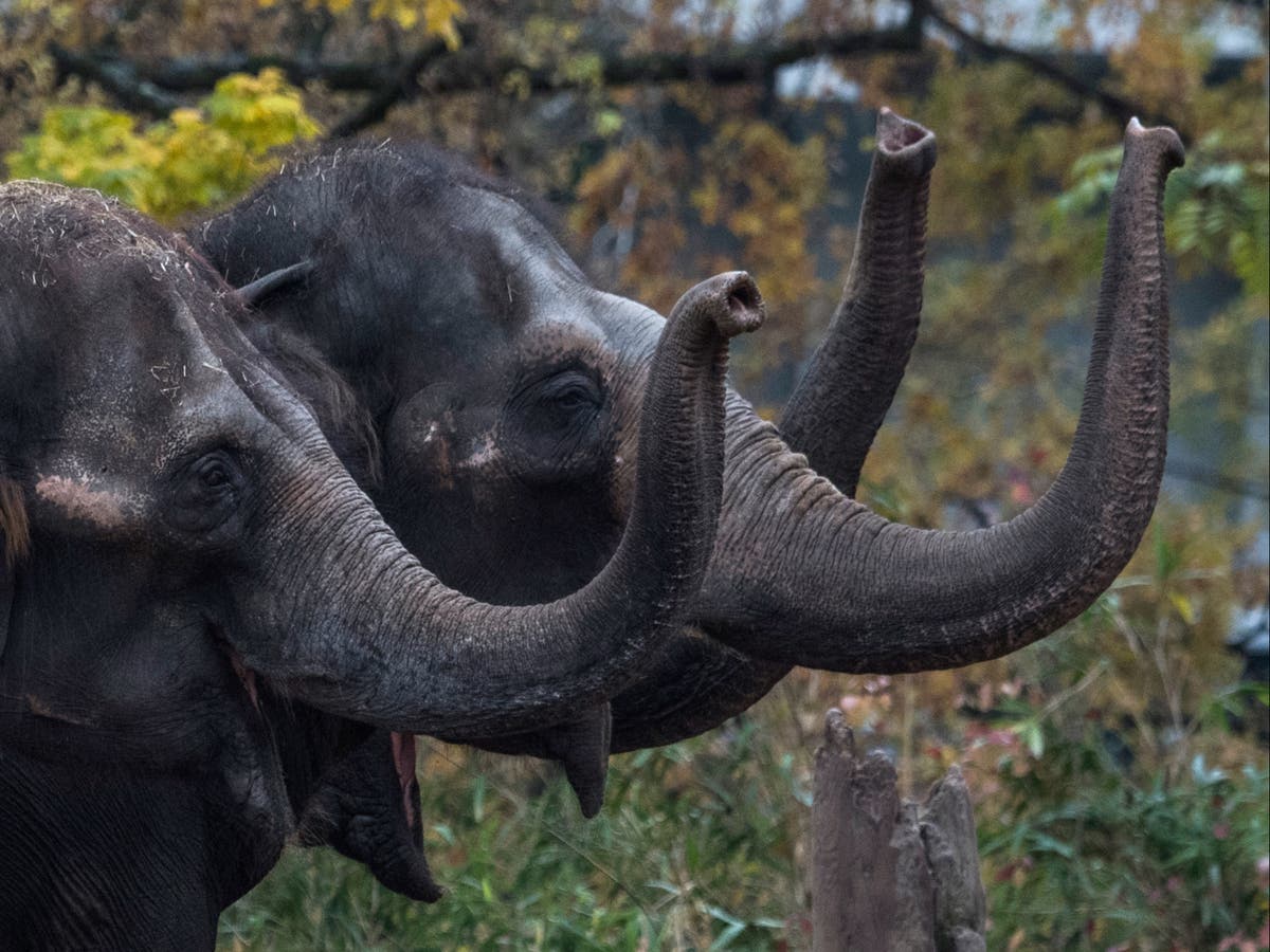Elephants’ suction powers even more remarkable that previously thought ...