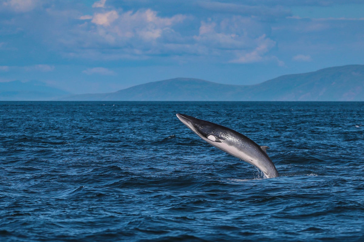 Race to remove whale from Redcar beach before it explodes | The Independent