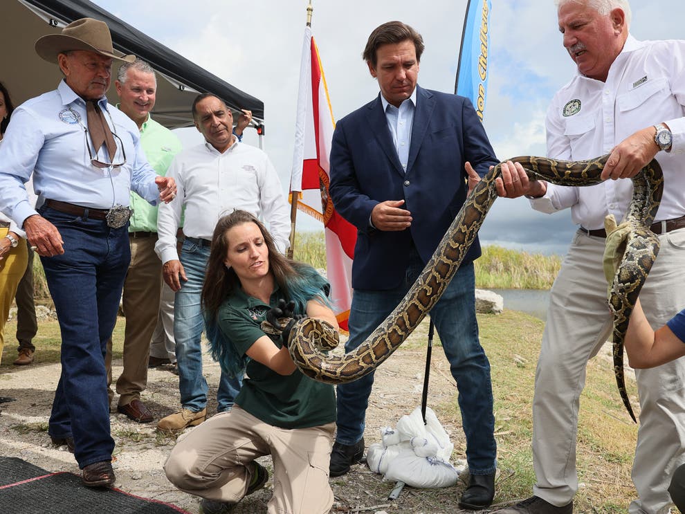 Florida governor to give prizes to people who catch the longest python ...