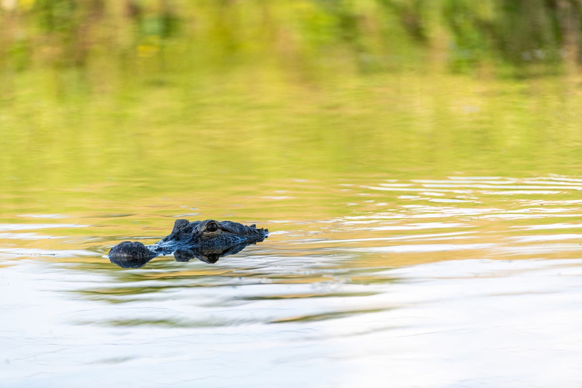 Diver reveals what it is live to survive an alligator attack | The ...