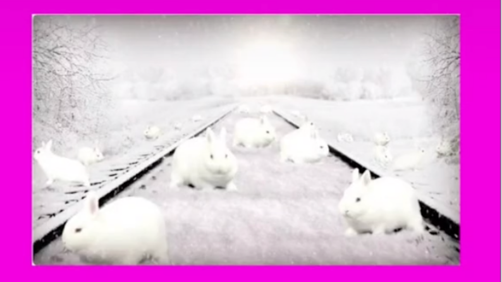 An optical illusion on TikTok about white rabbits is leaving people ...