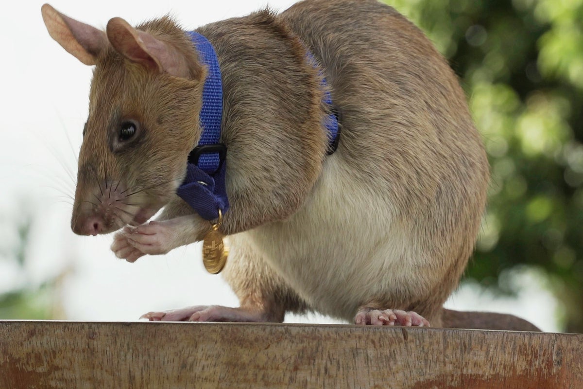 Magawa the award-winning rat retires from job sniffing out landmines ...