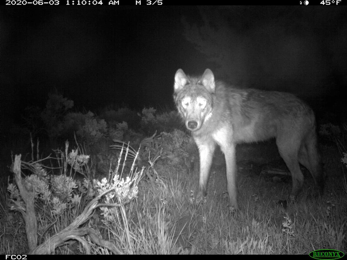 Gray wolf pups born in Colorado for the first time since the 1940s ...